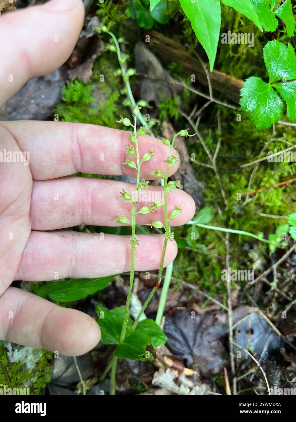 Heartleaf Twayblade (Neottia cordata Stock Photo - Alamy