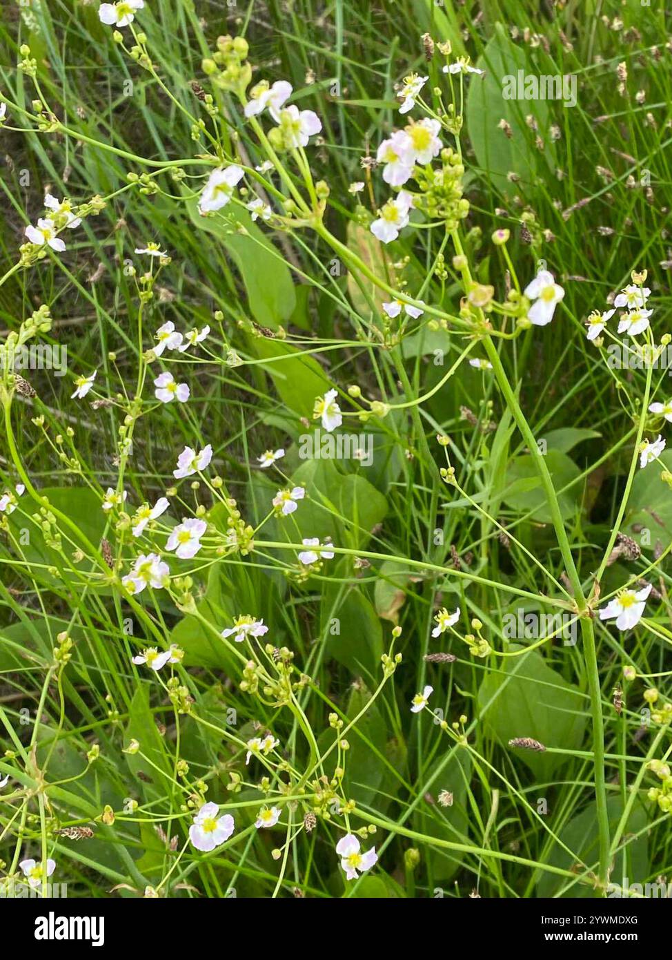 Common Marsh-bedstraw (Galium palustre Stock Photo - Alamy