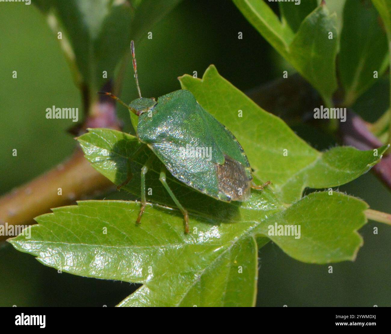 Green Shield Bug (Palomena prasina Stock Photo - Alamy