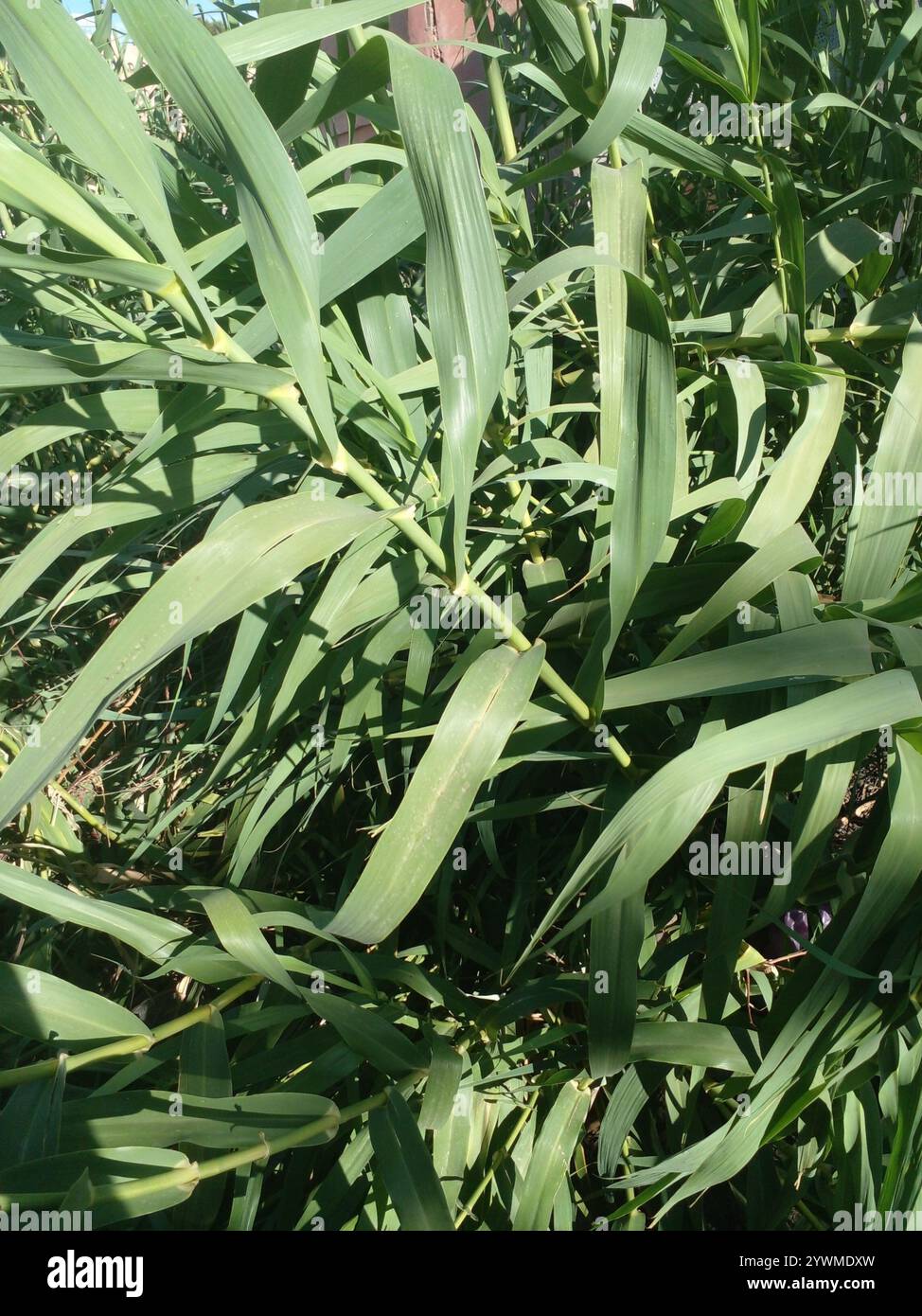 giant reed (Arundo donax Stock Photo - Alamy