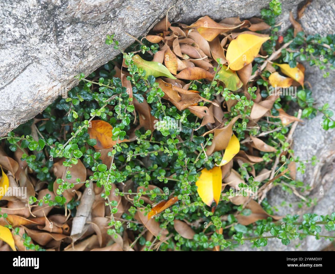 Fukien tea tree (Ehretia microphylla Stock Photo - Alamy