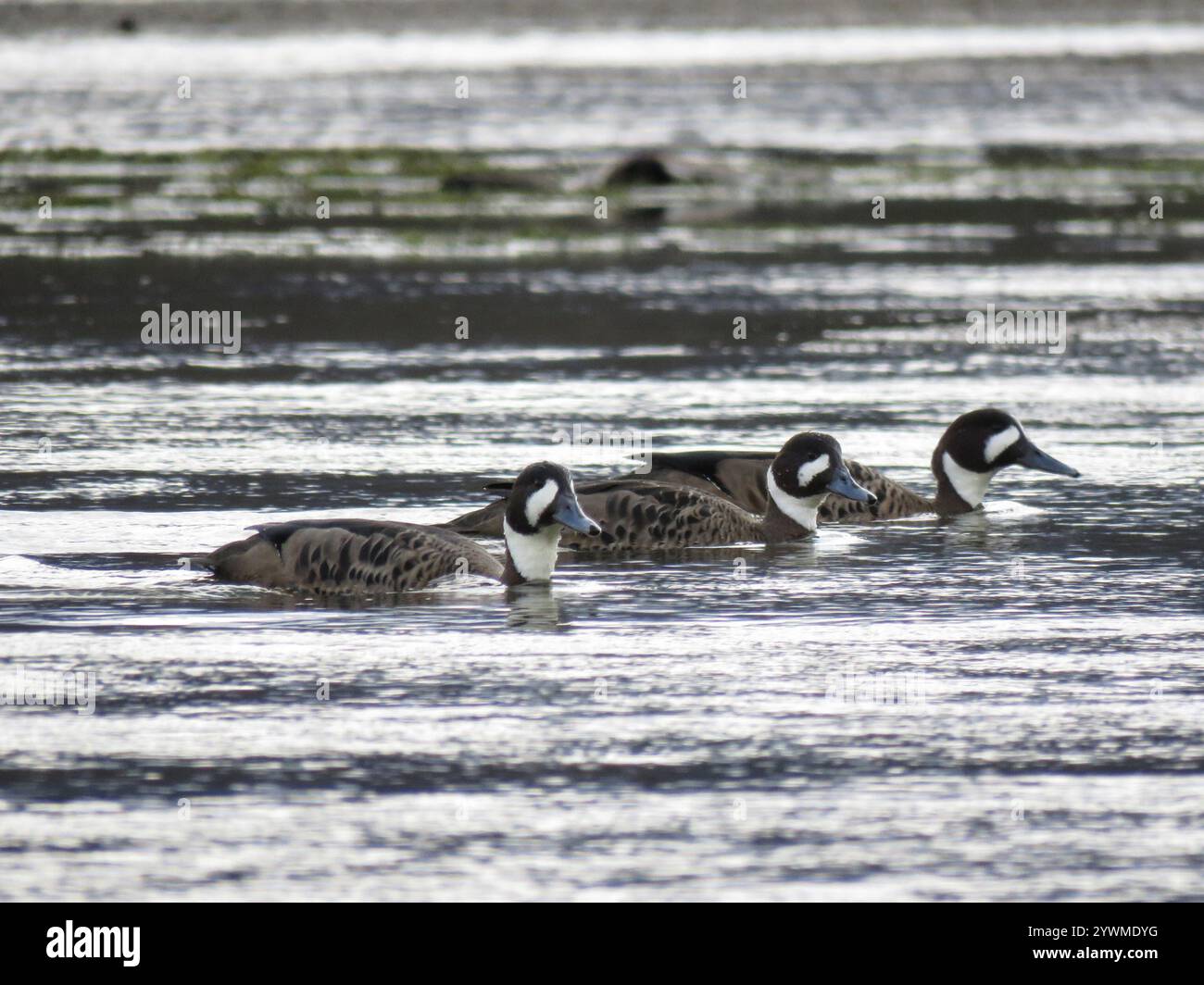 Spectacled Duck (Speculanas specularis Stock Photo - Alamy