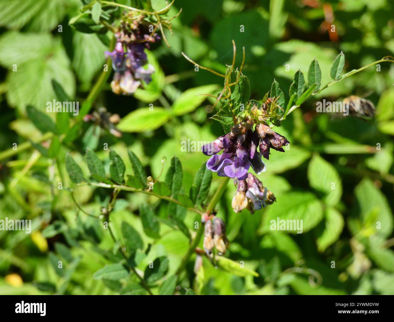 Bush Vetch (Vicia sepium Stock Photo - Alamy