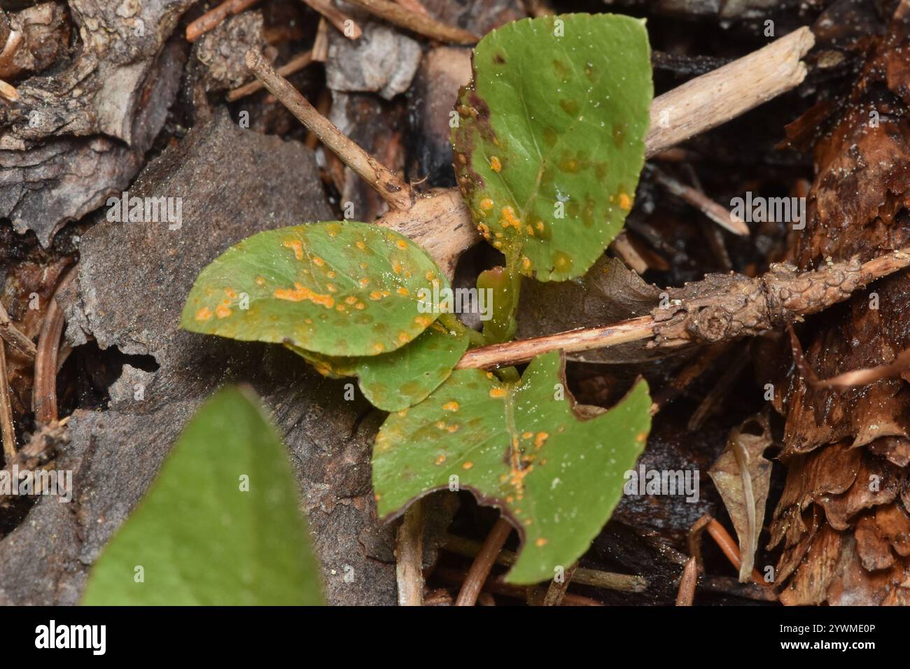 rust fungi (Pucciniales Stock Photo - Alamy