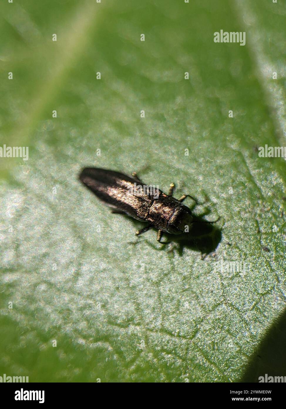 Rose Stem Girdler (Agrilus cuprescens Stock Photo - Alamy