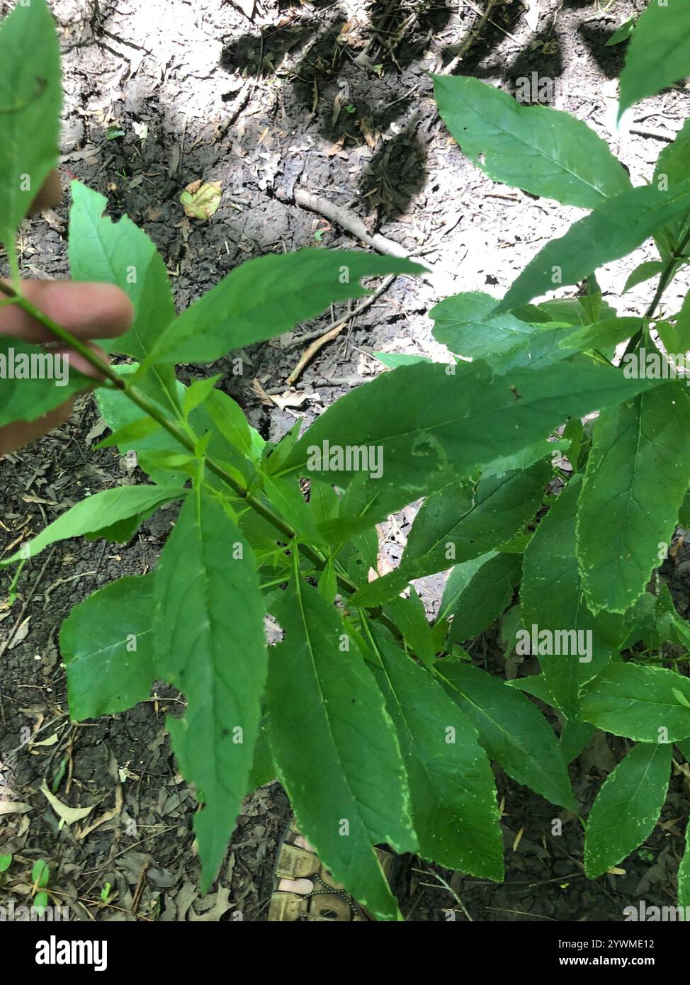 sharpwing monkeyflower (Mimulus alatus Stock Photo - Alamy