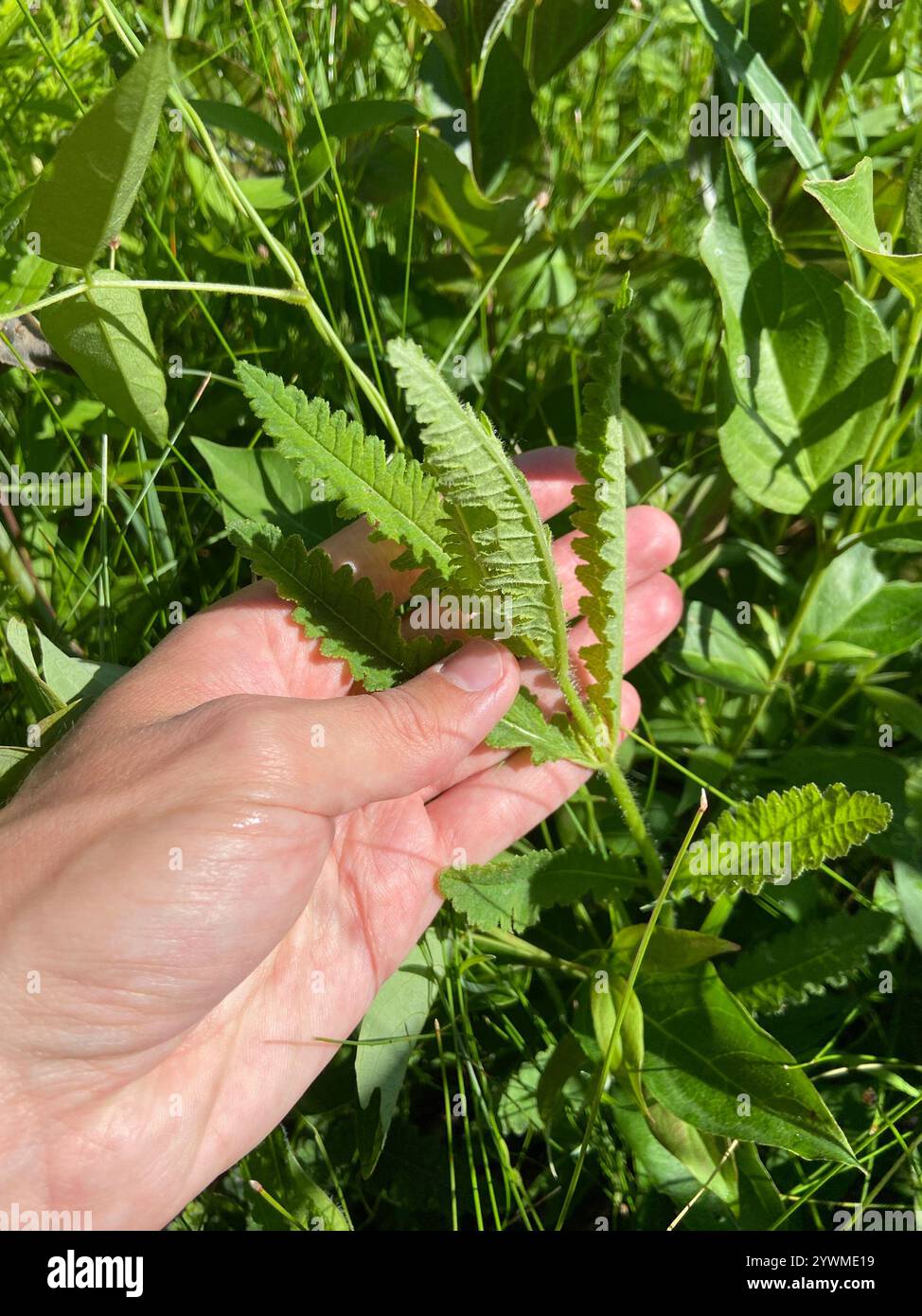 Pedicularis lanceolata hi-res stock photography and images - Alamy
