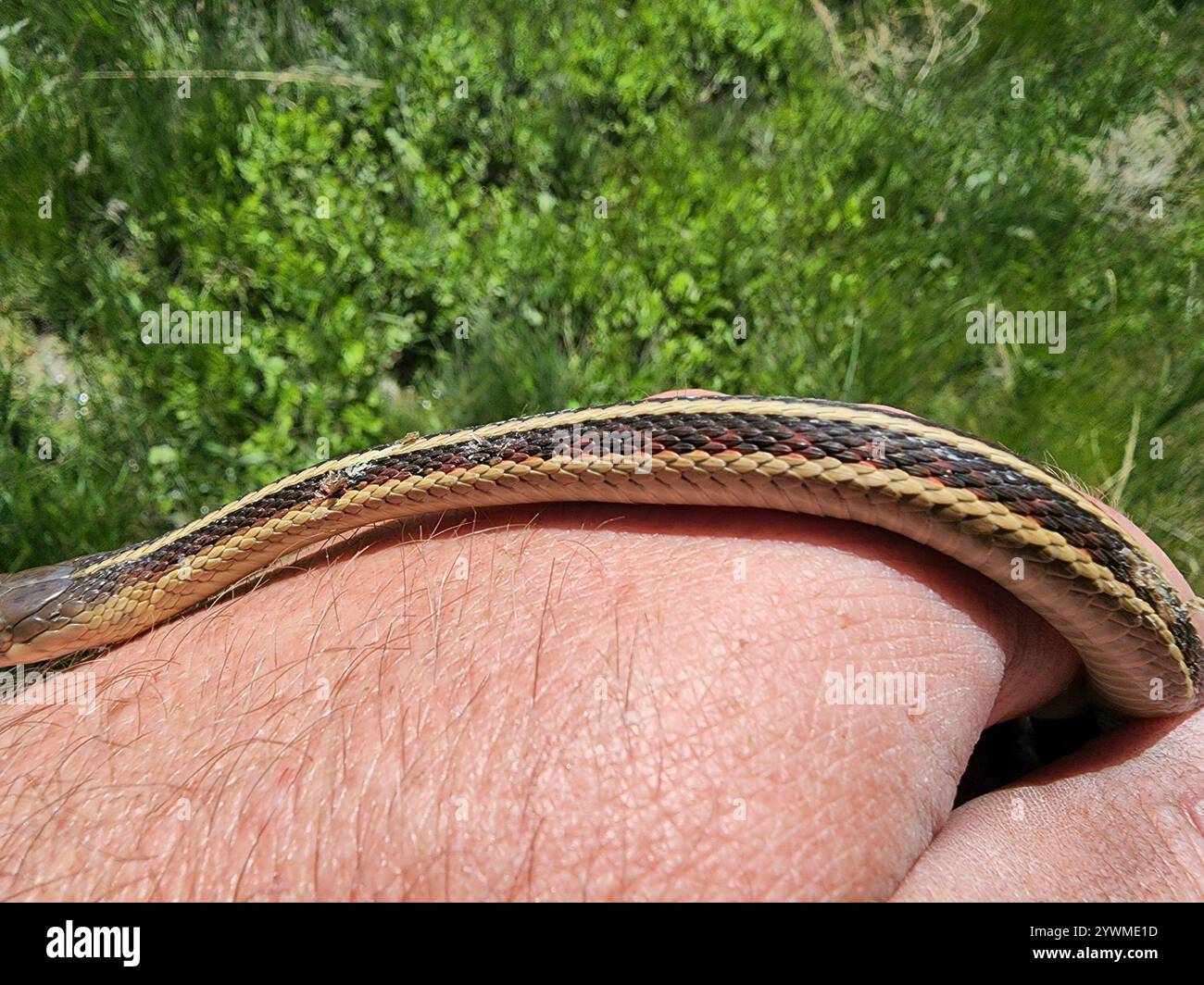 Red-sided Garter Snake (Thamnophis sirtalis parietalis Stock Photo - Alamy