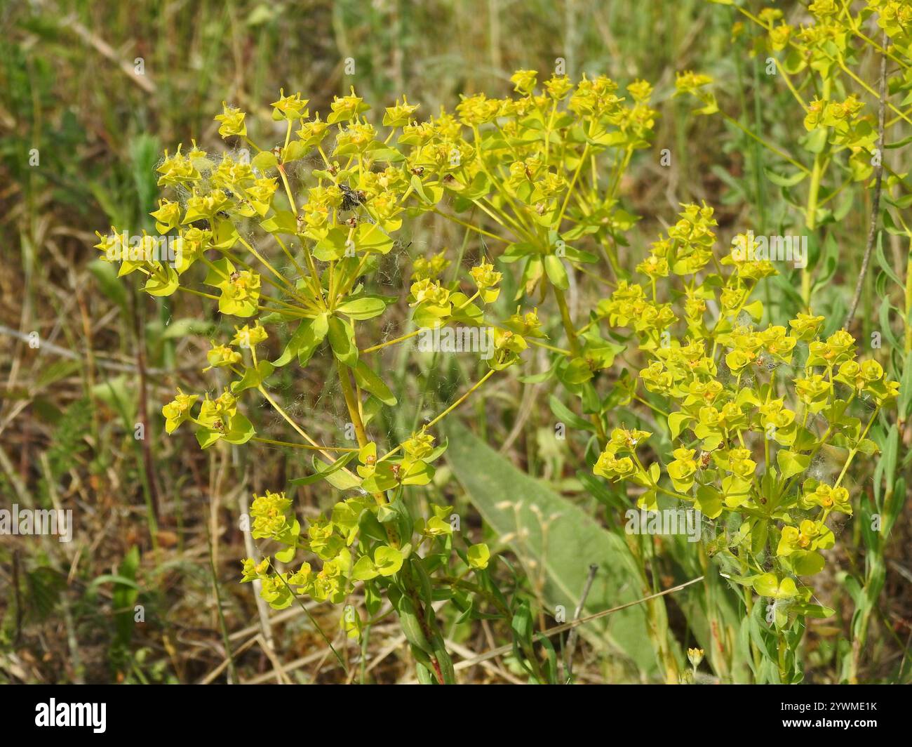 steppe spurge (Euphorbia seguieriana Stock Photo - Alamy