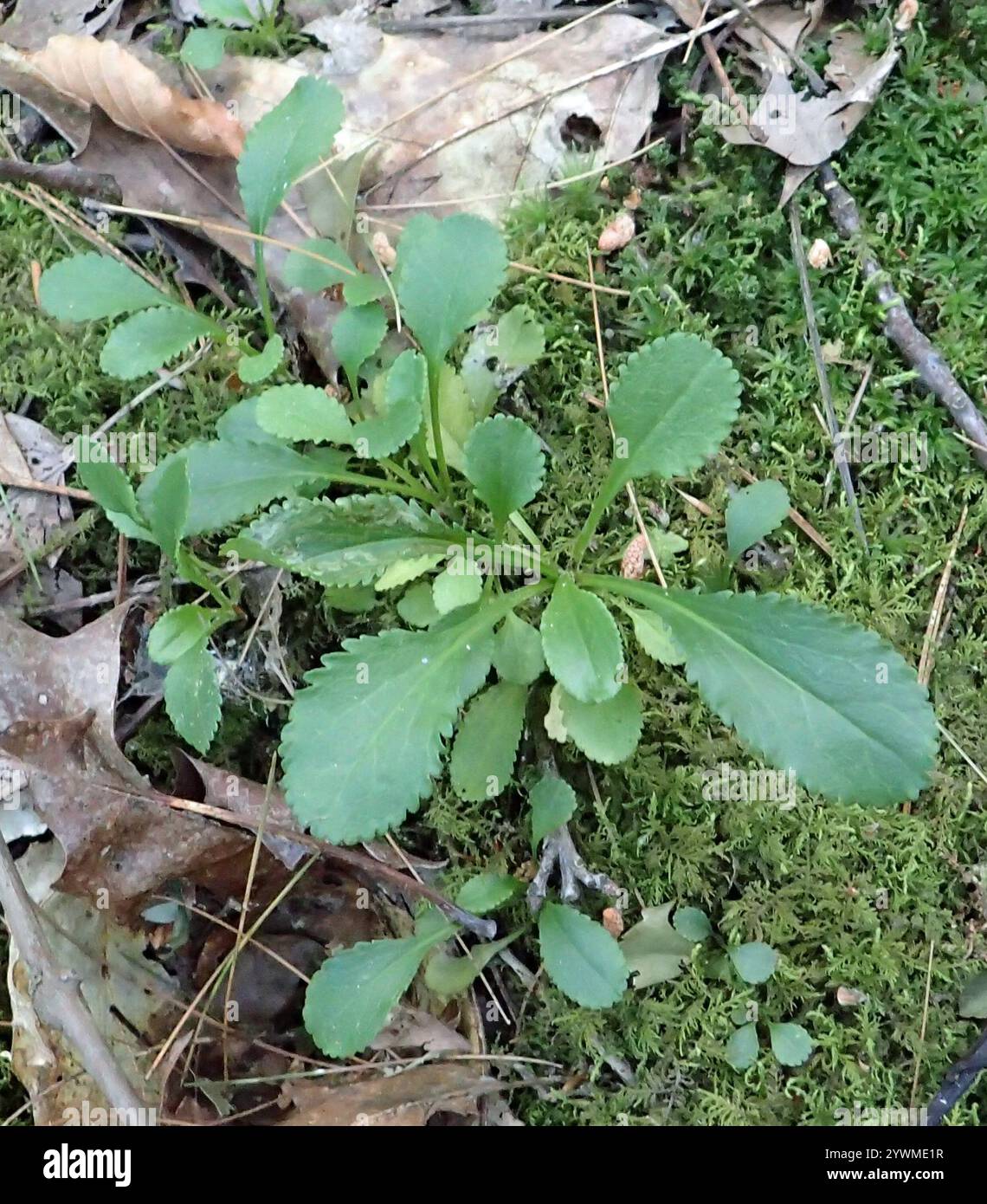 roundleaf ragwort (Packera obovata Stock Photo - Alamy