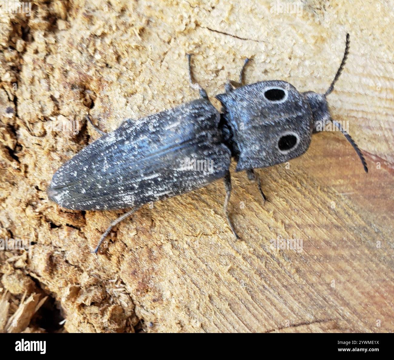 Western Eyed Click Beetle (Alaus melanops Stock Photo - Alamy