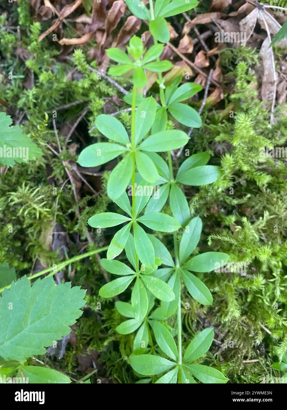 fragrant bedstraw (Galium triflorum Stock Photo - Alamy