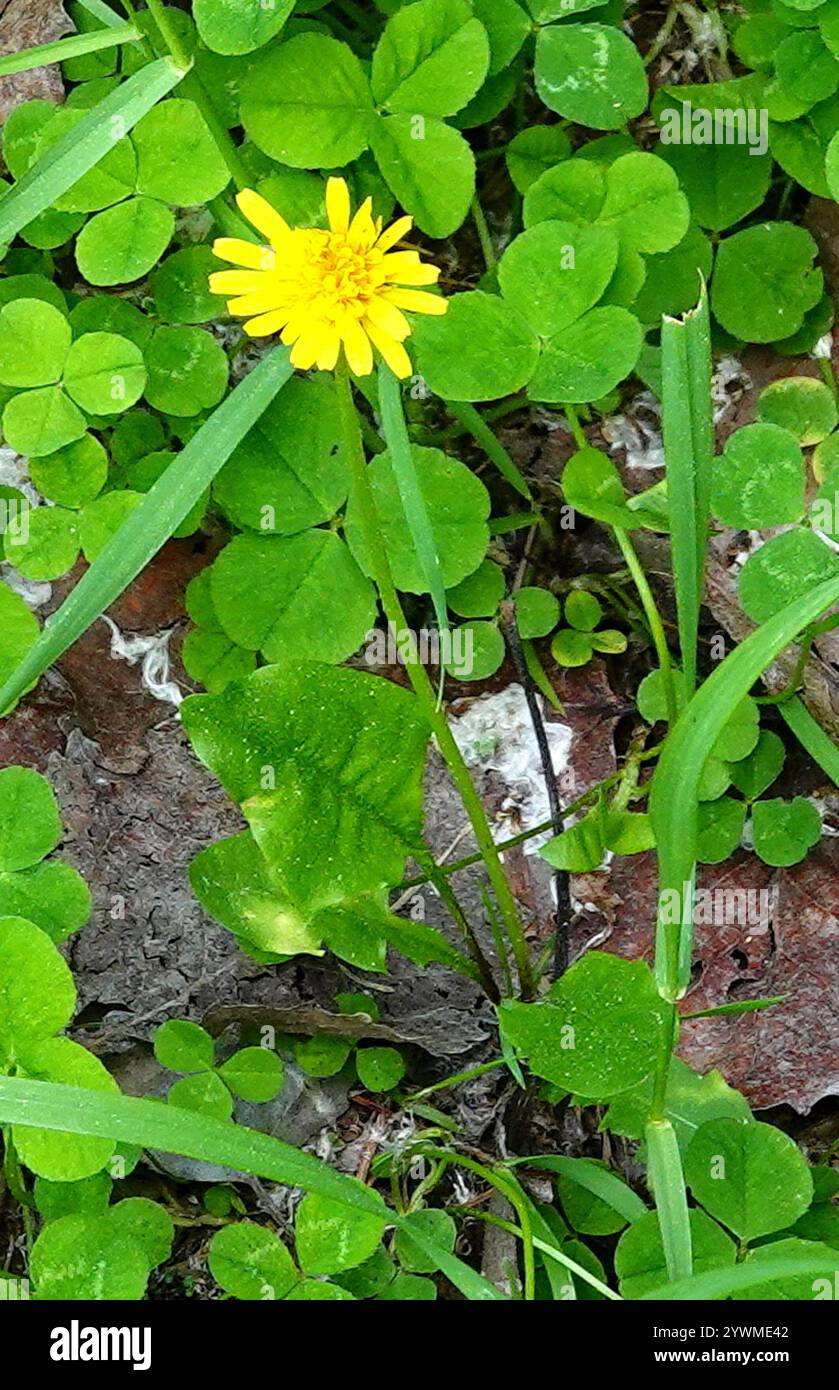 mouse-eared hawkweed (Pilosella officinarum Stock Photo - Alamy