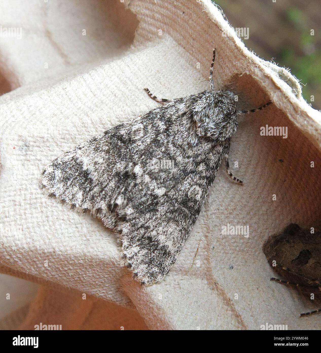Poplar Grey (Acronicta megacephala Stock Photo - Alamy