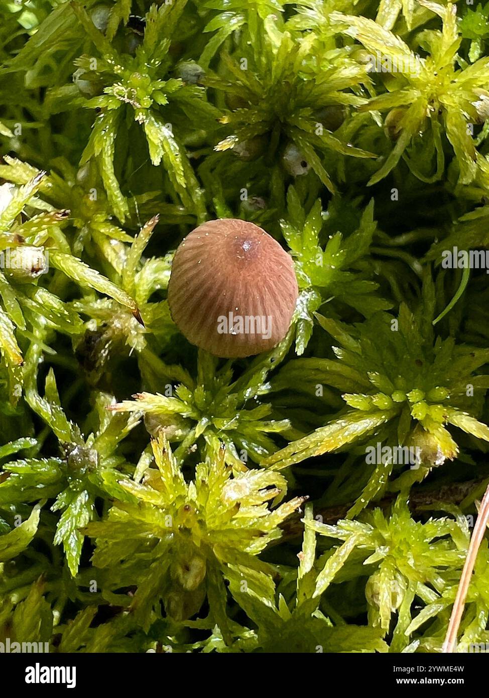 Bleeding Bonnet (Mycena sanguinolenta Stock Photo - Alamy
