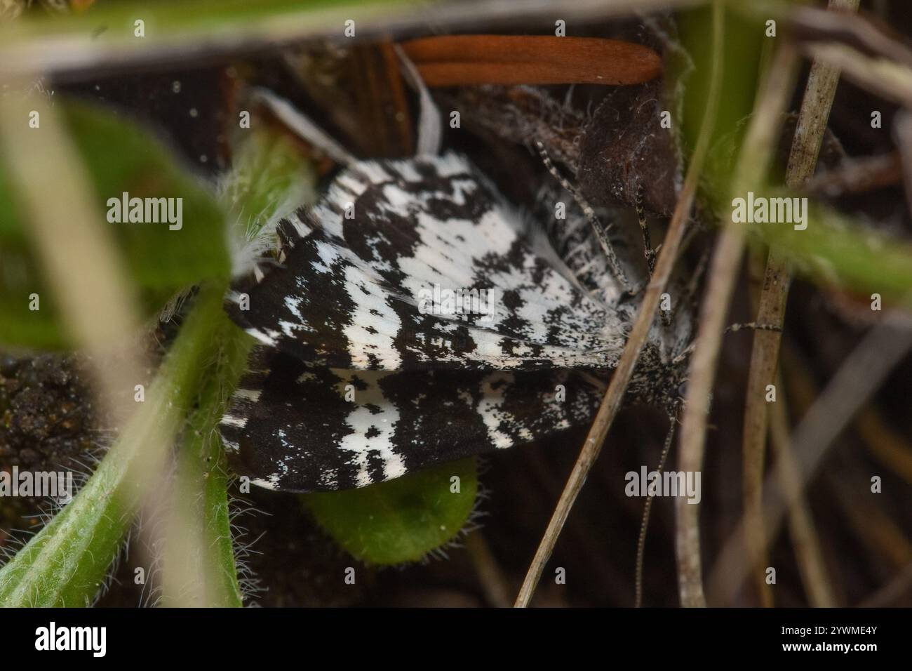 Carpet Moths (Larentiinae Stock Photo - Alamy