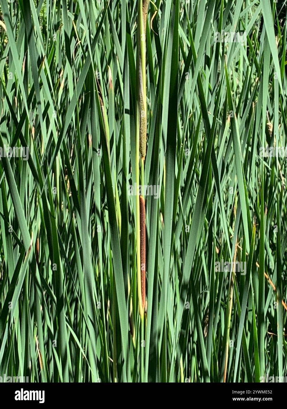 narrow-leaved cattail (Typha angustifolia Stock Photo - Alamy