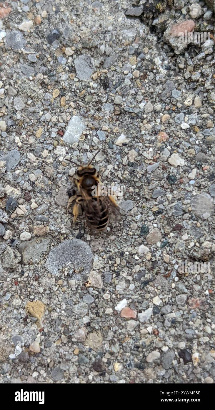 Mining Bees (Andrena Stock Photo - Alamy