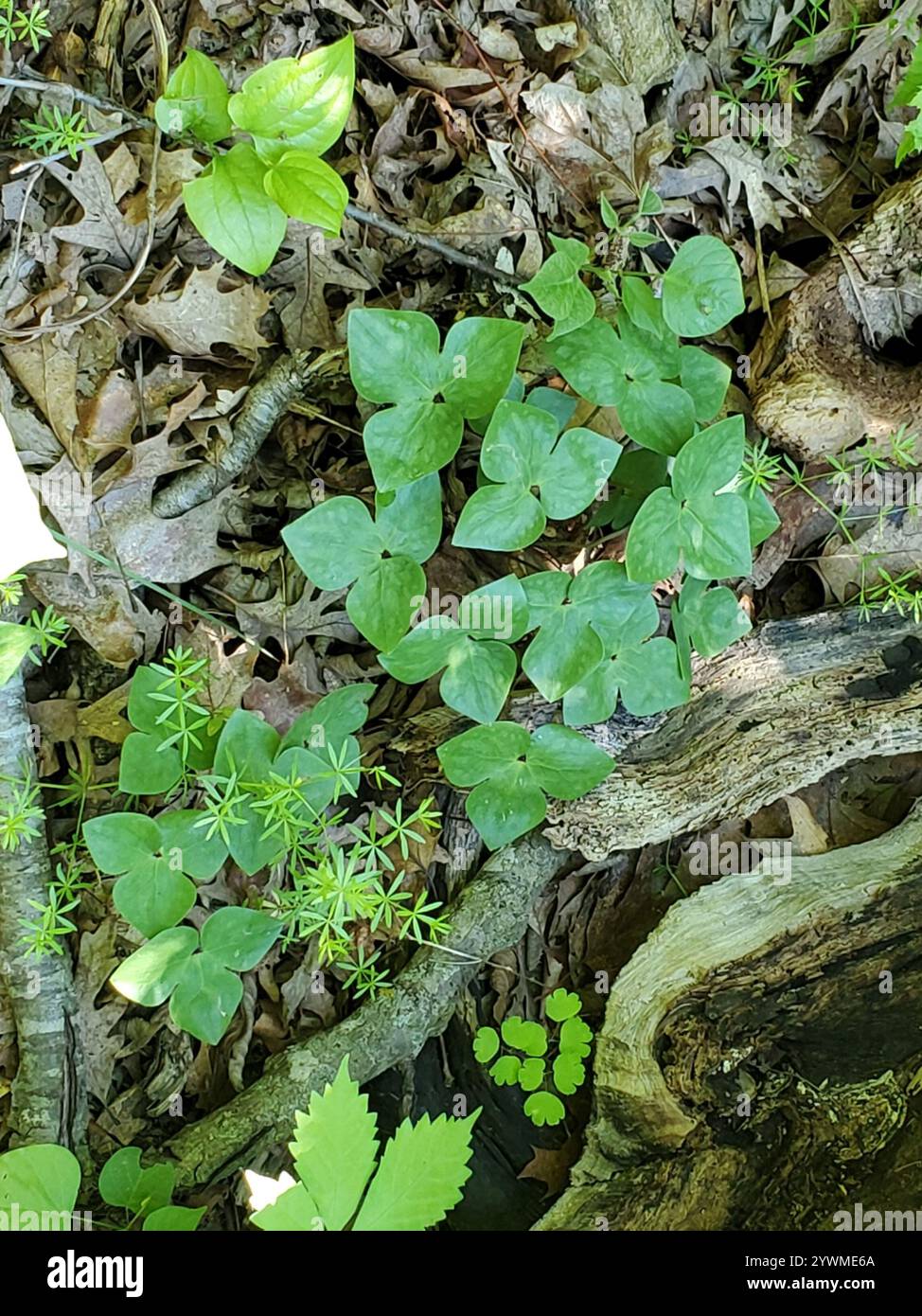 sharp-lobed hepatica (Hepatica acutiloba Stock Photo - Alamy