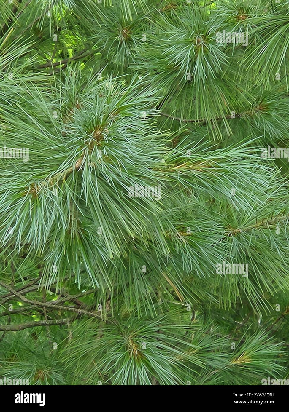 eastern white pine (Pinus strobus Stock Photo - Alamy