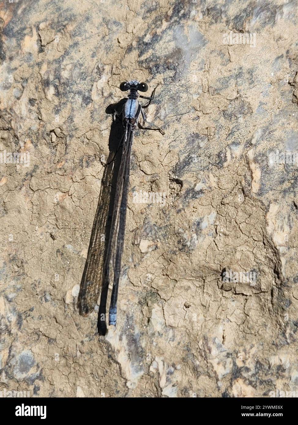 Powdered Dancer (Argia moesta Stock Photo - Alamy