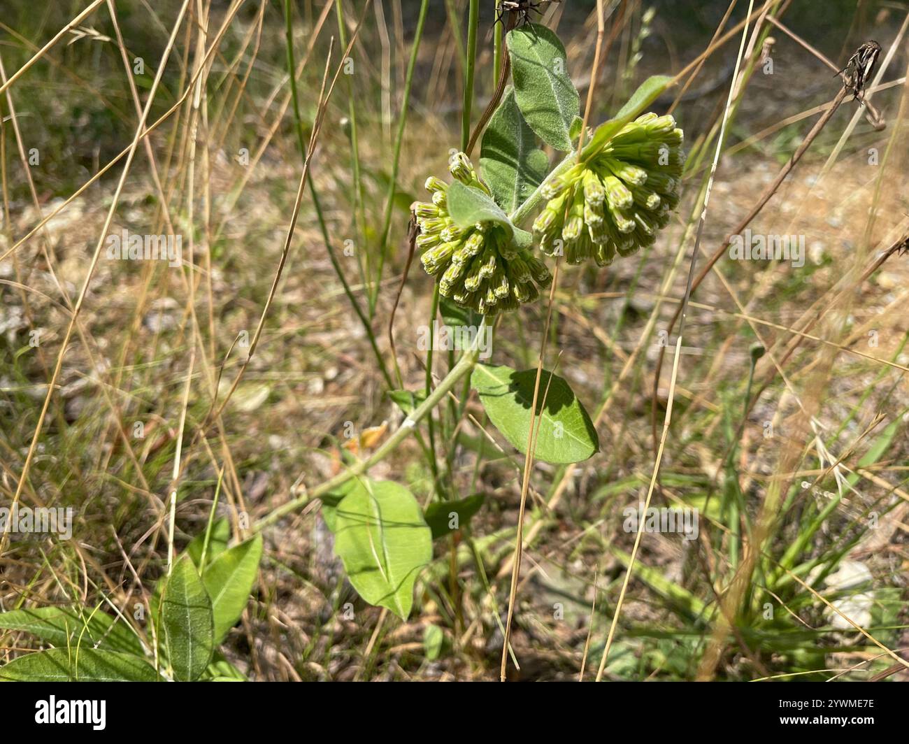 green comet milkweed (Asclepias viridiflora Stock Photo - Alamy