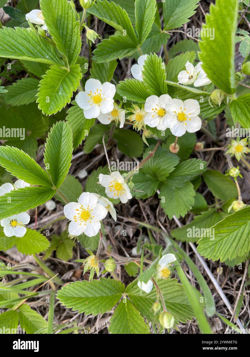 green strawberry (Fragaria viridis Stock Photo - Alamy