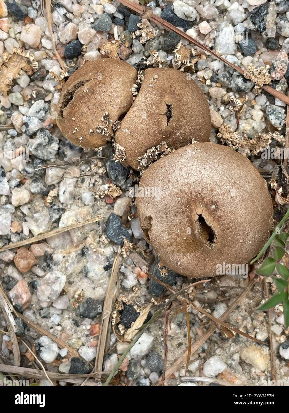 Umber-brown Puffball (Lycoperdon umbrinum Stock Photo - Alamy