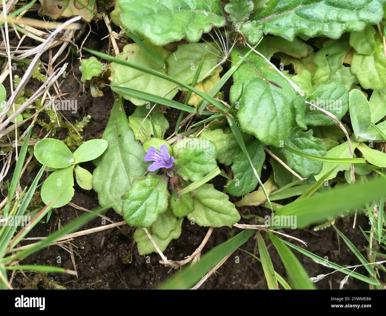 Ajuga decumbens hi-res stock photography and images - Alamy