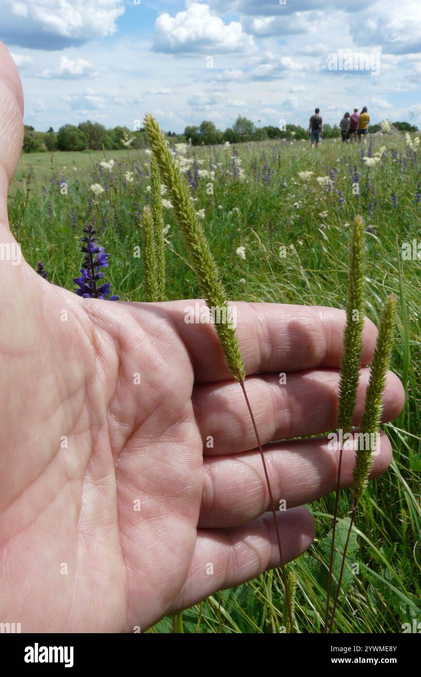 Purple-stem Cat's-tail (Phleum phleoides Stock Photo - Alamy