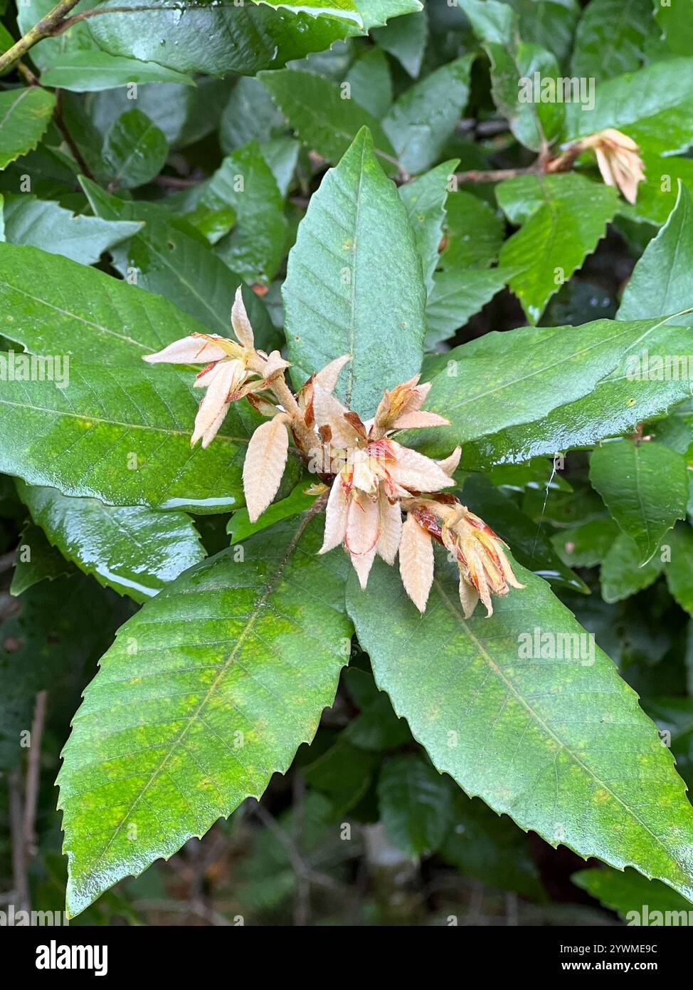 Tanoak (Notholithocarpus densiflorus Stock Photo - Alamy