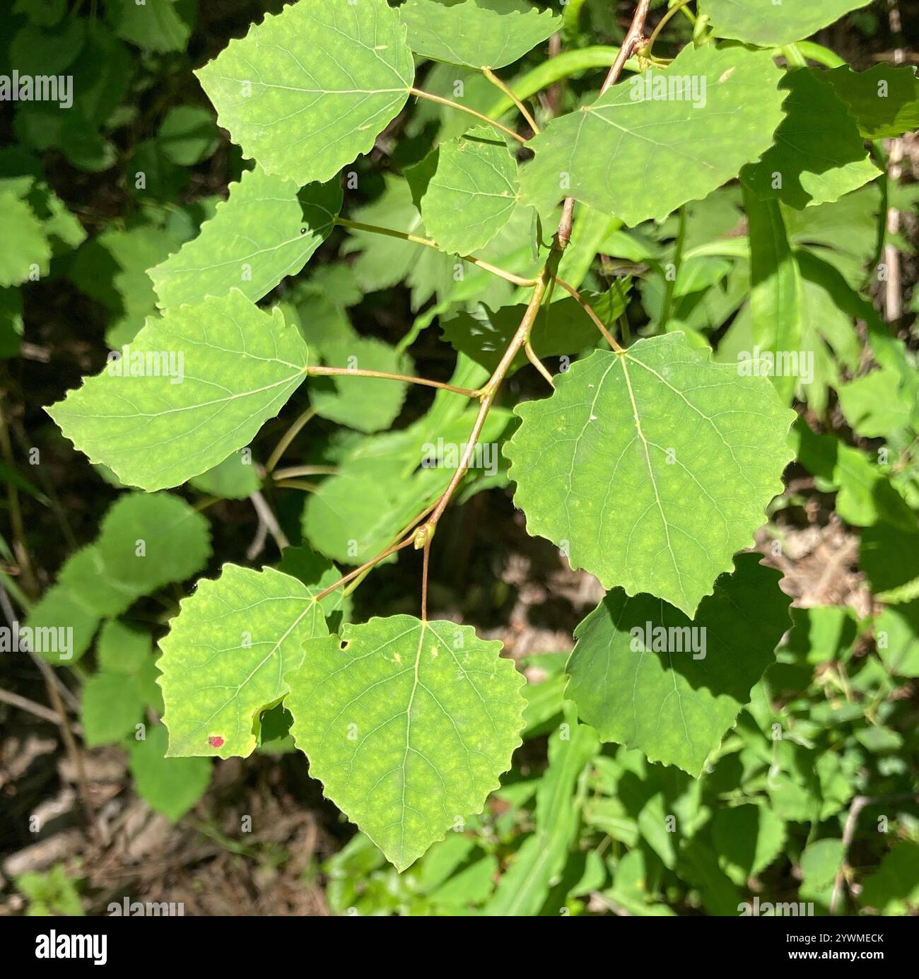 European aspen (Populus tremula Stock Photo - Alamy
