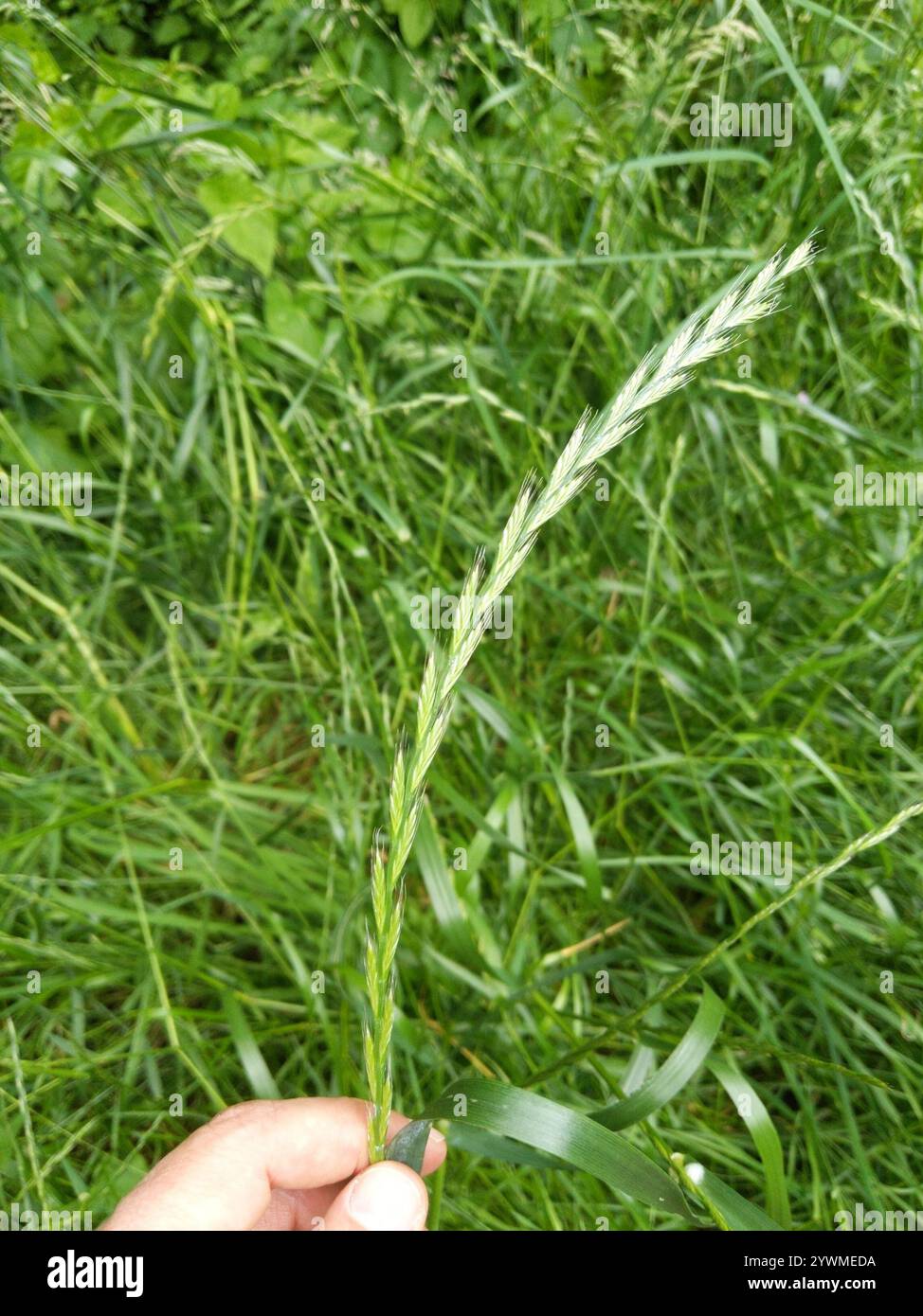 Italian Ryegrass (Lolium multiflorum Stock Photo - Alamy