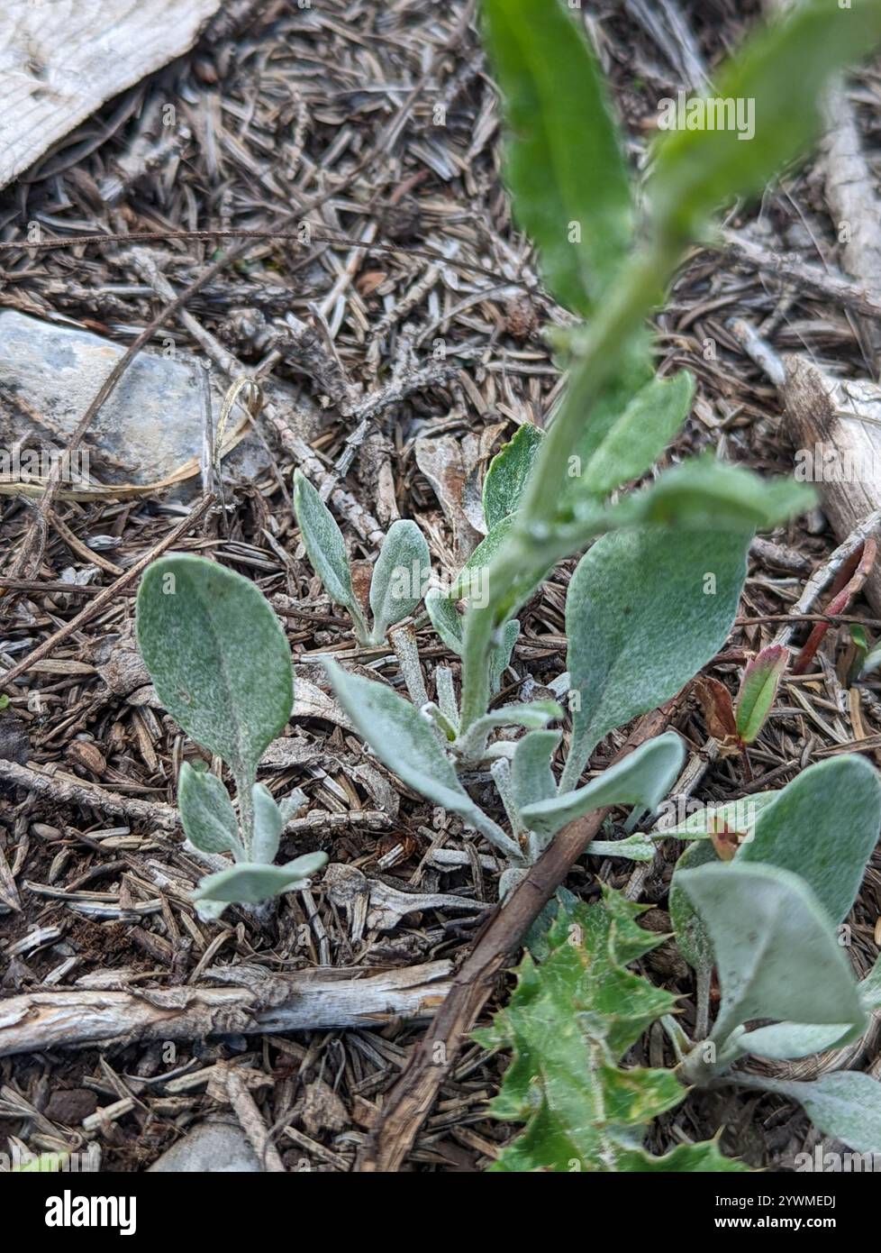 woolly groundsel (Packera cana Stock Photo - Alamy