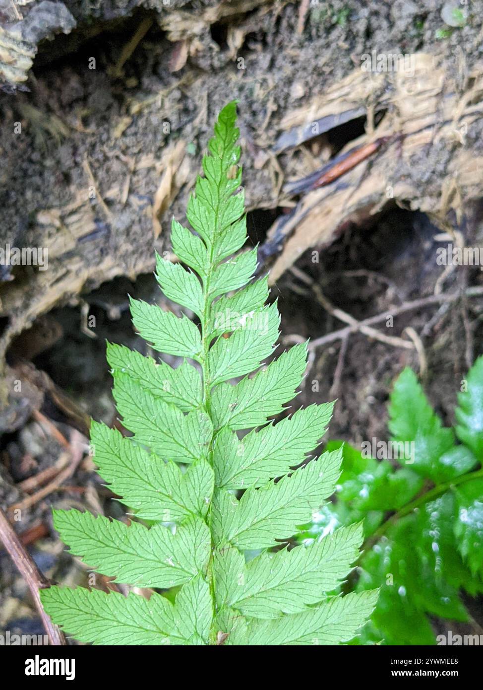 hard shield fern (Polystichum aculeatum Stock Photo - Alamy