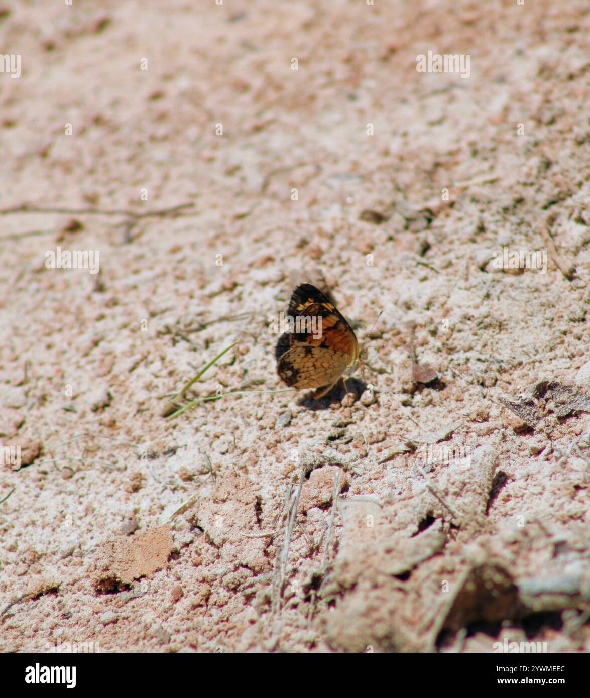 Pearl Crescent (Phyciodes tharos Stock Photo - Alamy