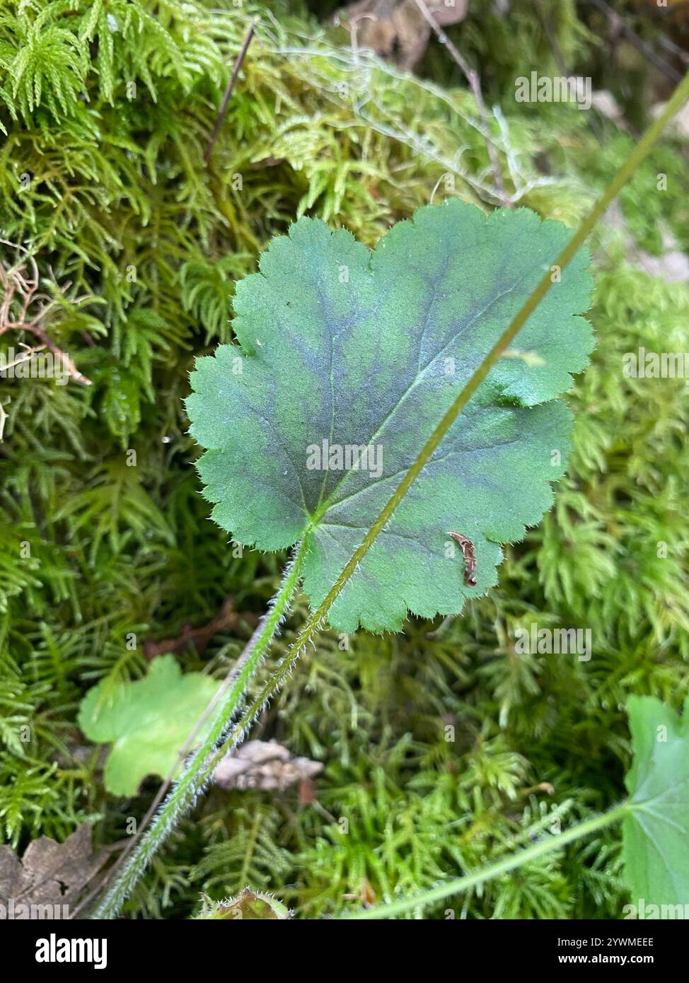 crevice alumroot (Heuchera micrantha Stock Photo - Alamy