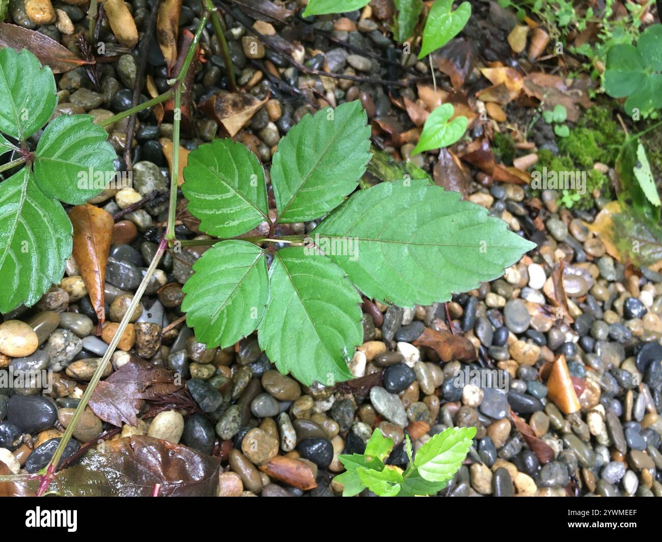 Bushkiller (Causonis japonica Stock Photo - Alamy