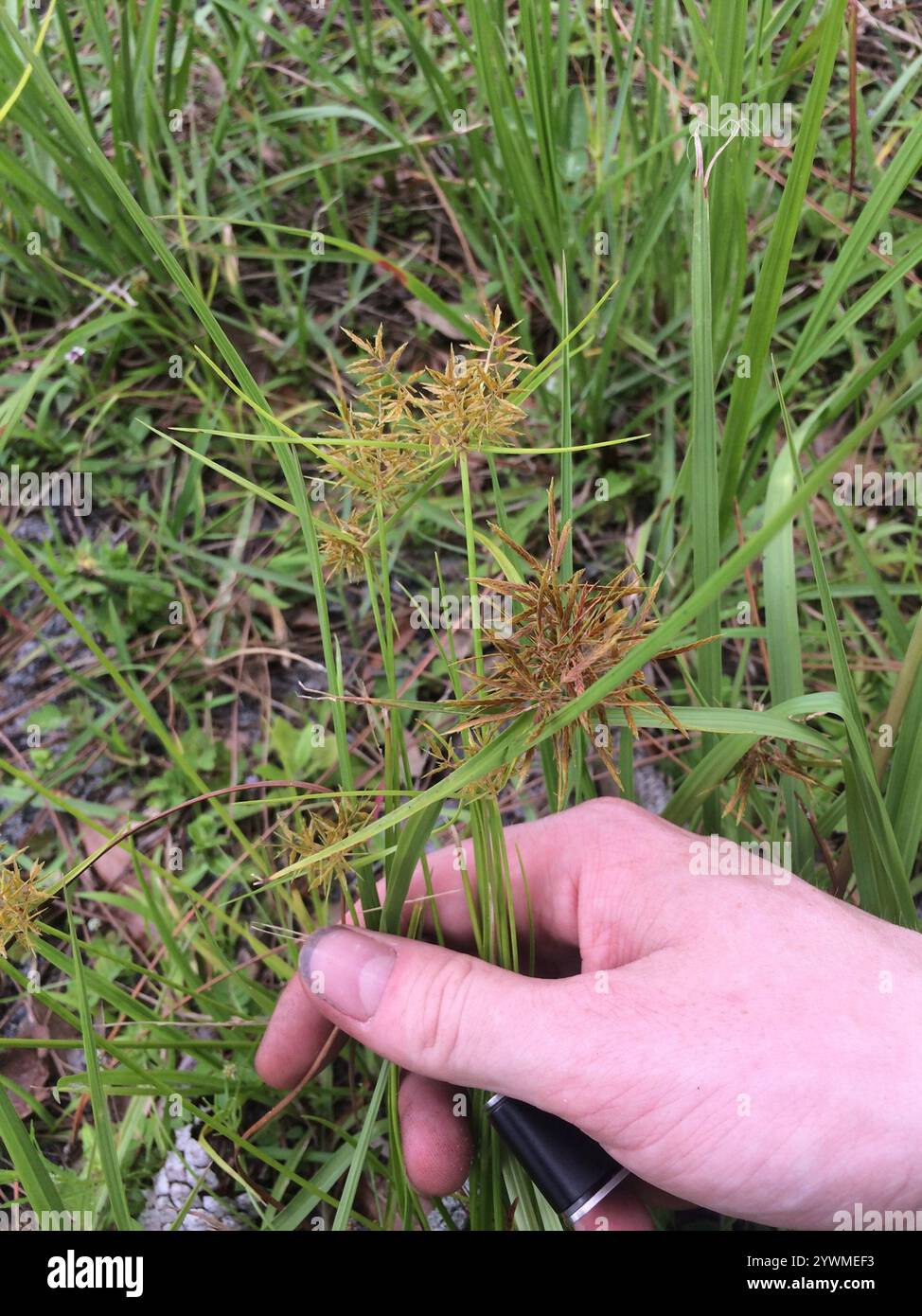 Bunchy flat-sedge (Cyperus polystachyos Stock Photo - Alamy
