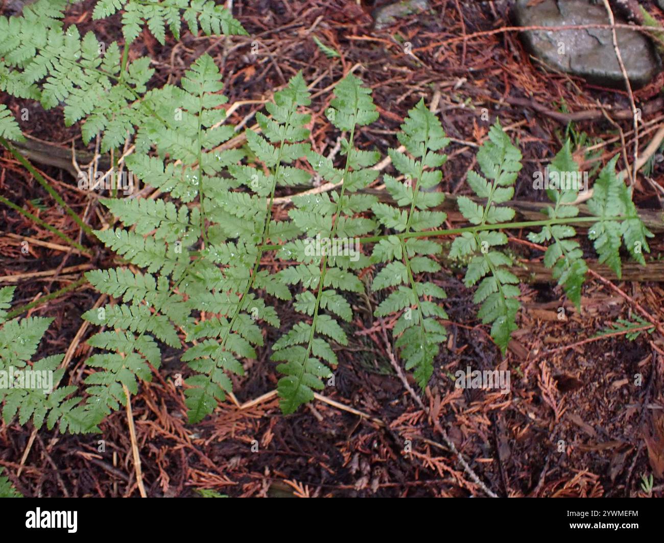 spreading wood fern (Dryopteris expansa Stock Photo - Alamy