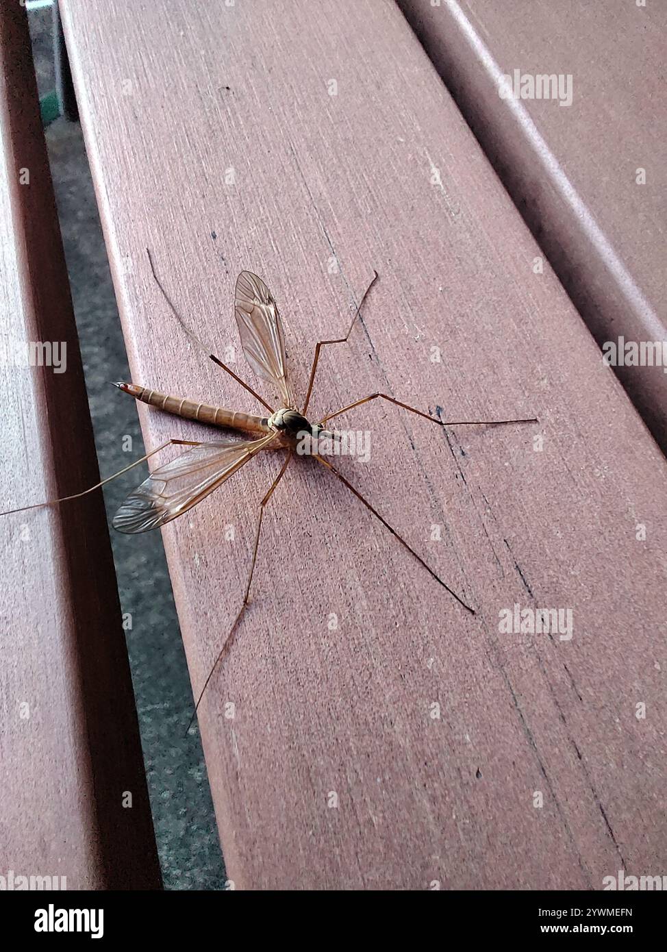 Common Crane Flies (Tipula Stock Photo - Alamy