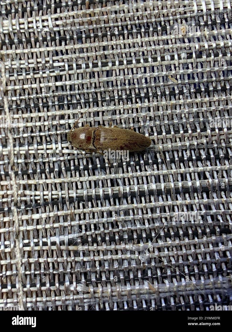 Monocrepidius hi-res stock photography and images - Alamy