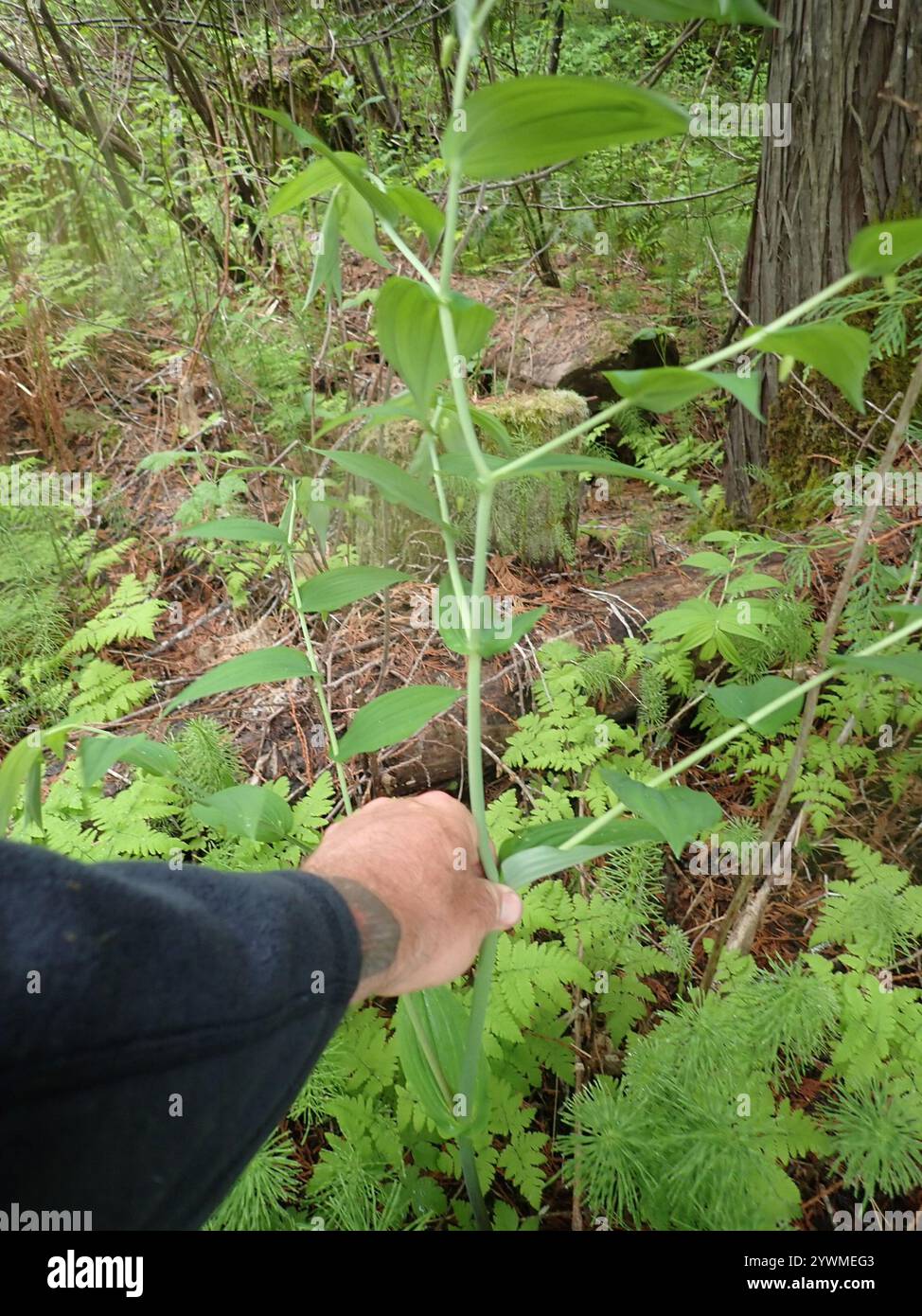 white twisted-stalk (Streptopus amplexifolius Stock Photo - Alamy