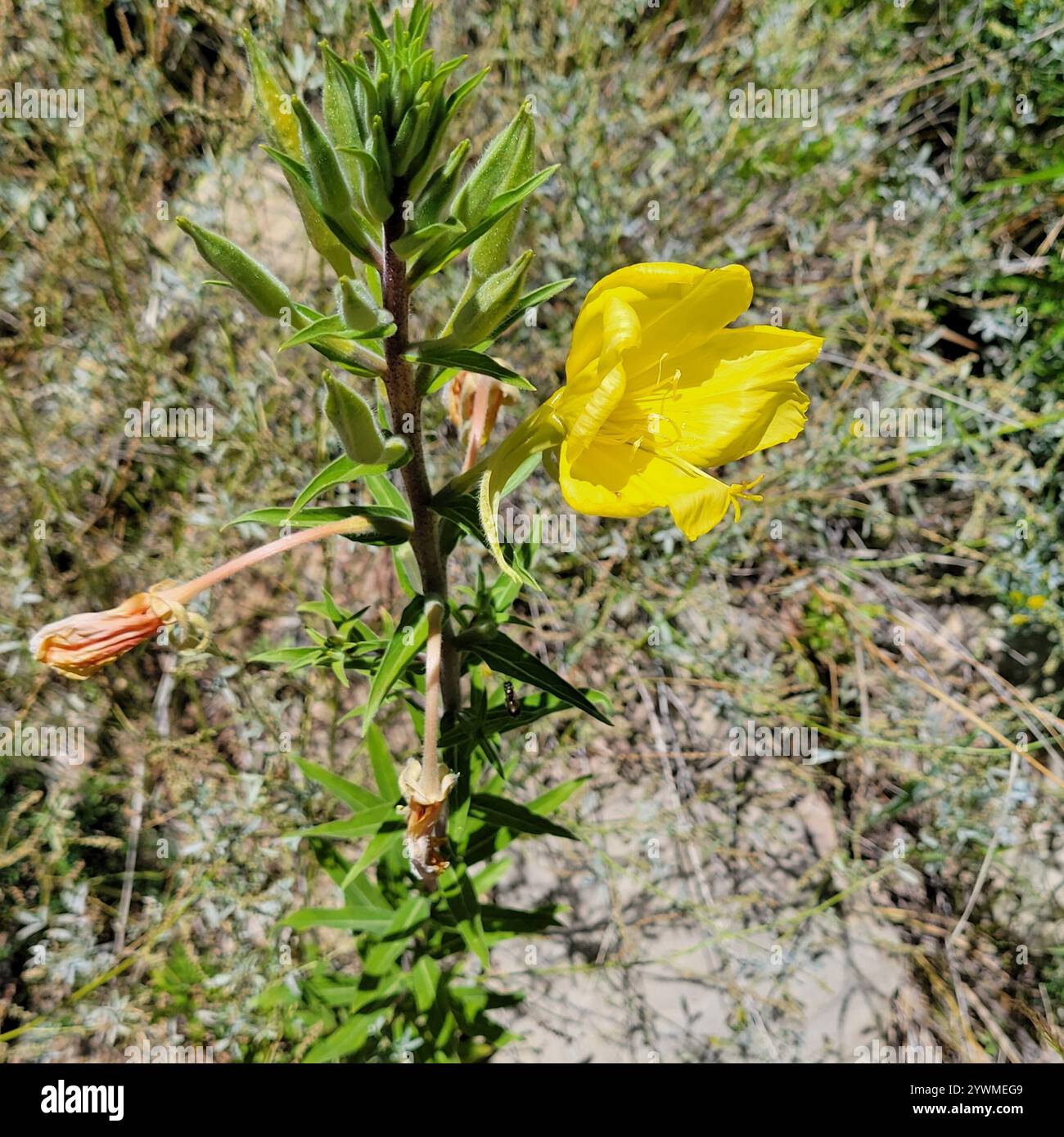tall evening primrose (Oenothera elata Stock Photo - Alamy