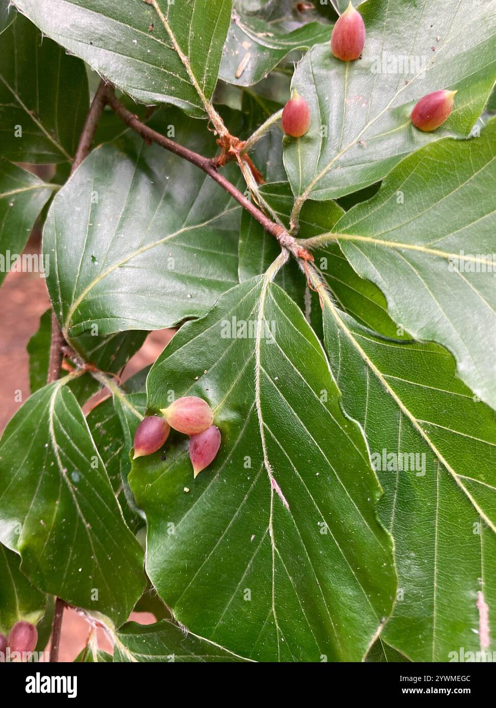 Beech Gall Midge (Mikiola fagi Stock Photo - Alamy