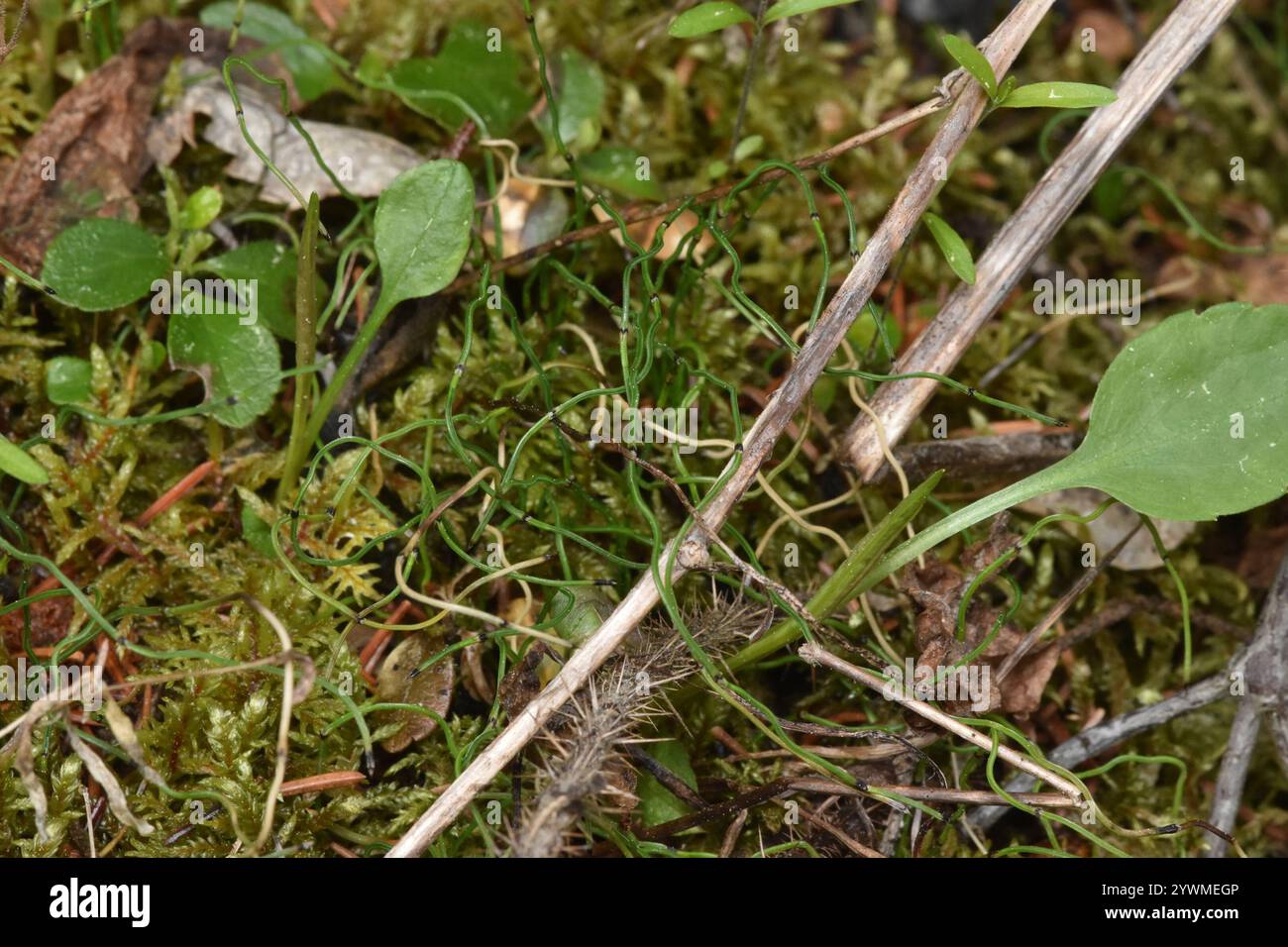 dwarf horsetail (Equisetum scirpoides Stock Photo - Alamy