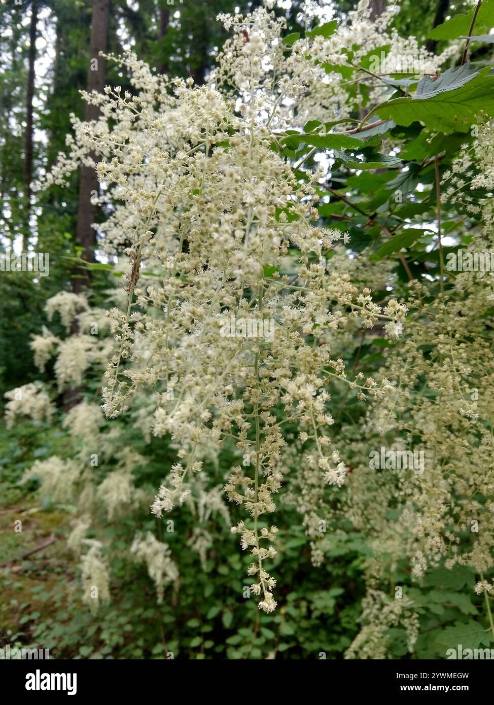 Ocean spray (Holodiscus discolor Stock Photo - Alamy