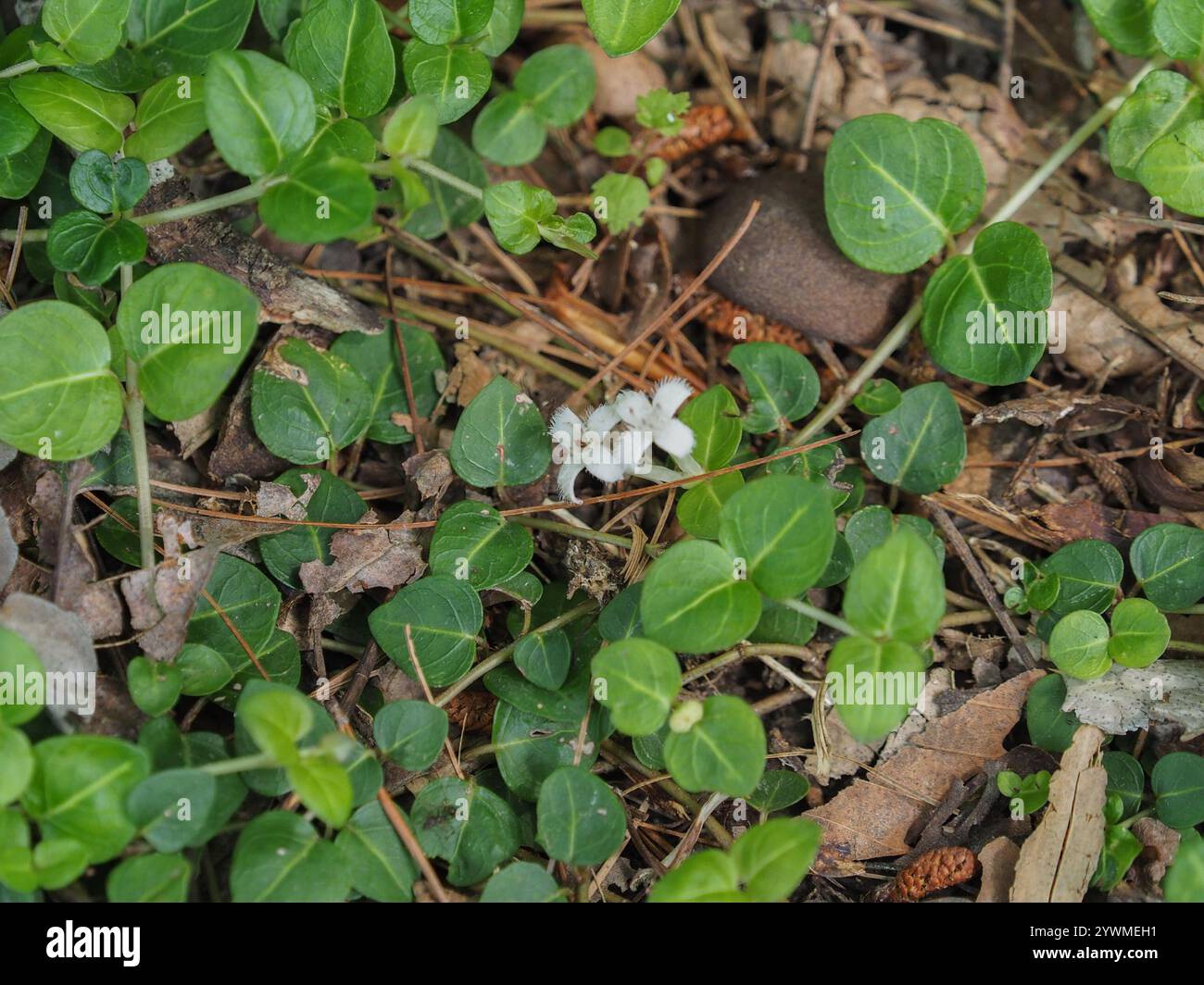 partridgeberry (Mitchella repens Stock Photo - Alamy