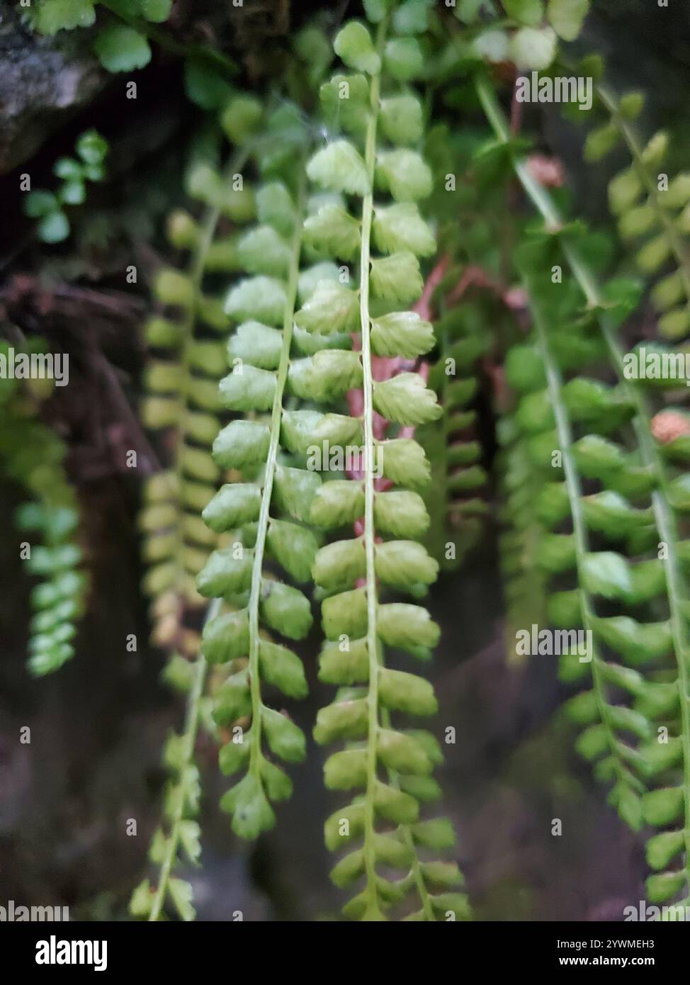 green spleenwort (Asplenium viride Stock Photo - Alamy