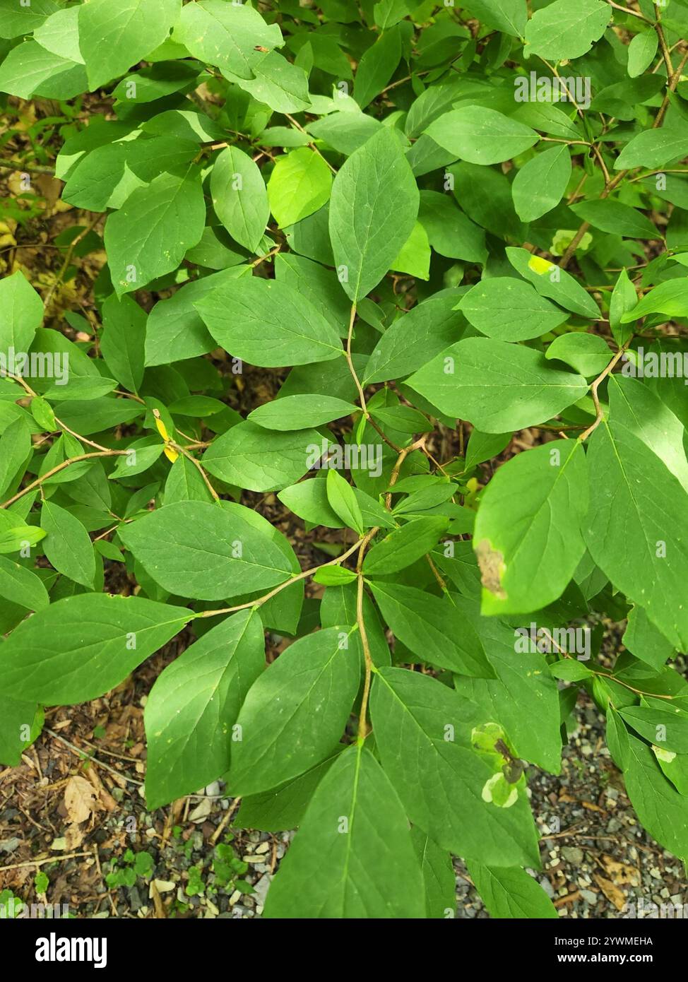eastern leatherwood (Dirca palustris Stock Photo - Alamy